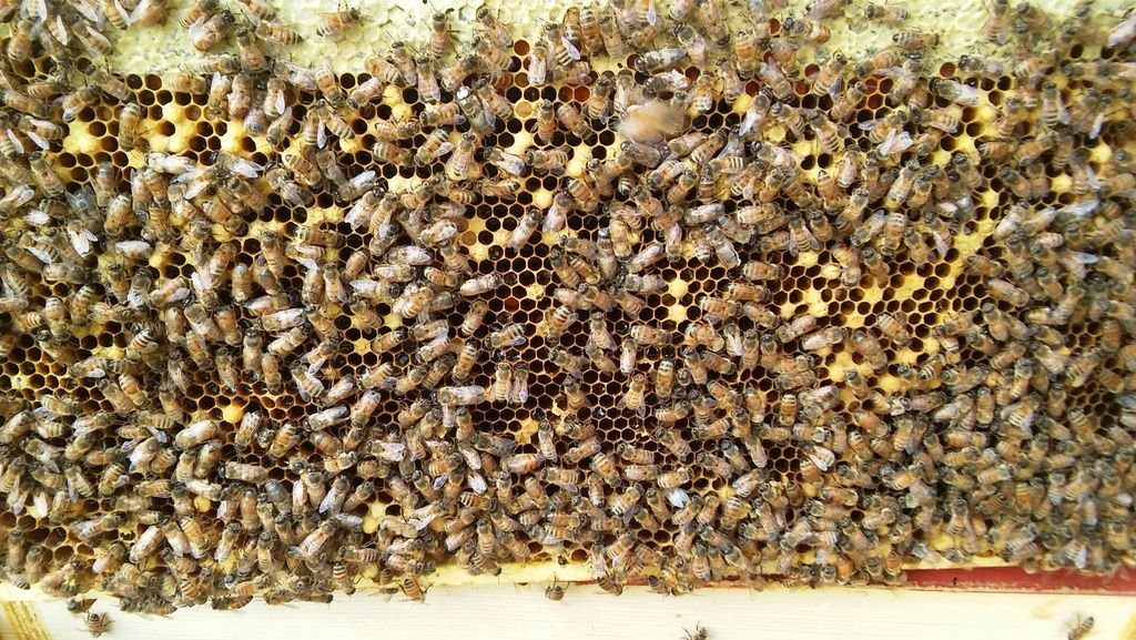 Why so many drones | Beesource Beekeeping Forums